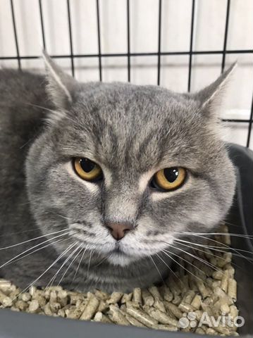 Кот в добрые руки