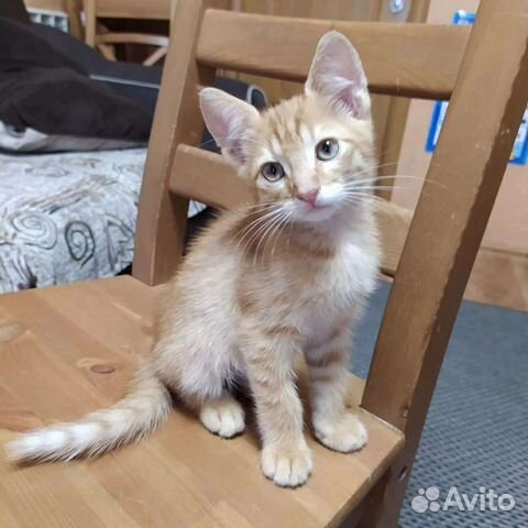 Рыжий котенок