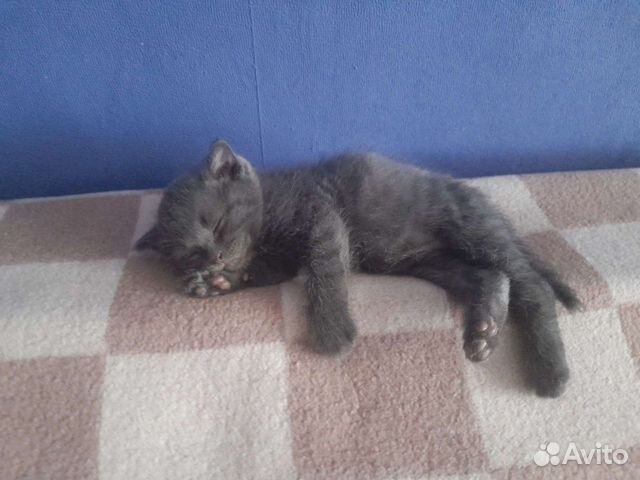 Вислоухий котик отдам в хорошие руки