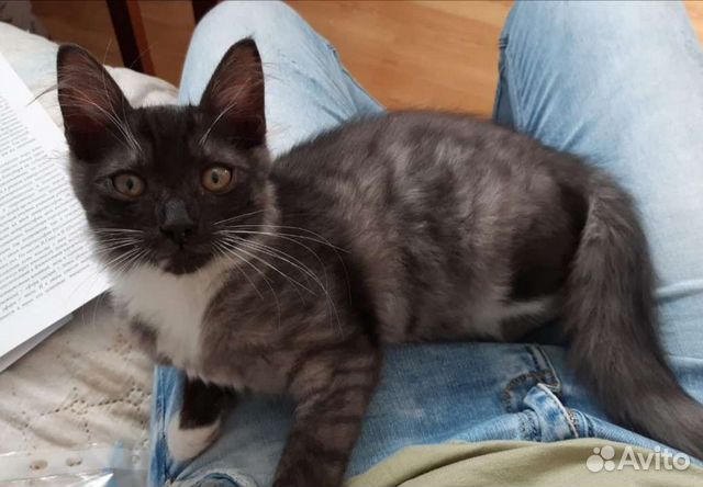 Котенок девочка 3,5 мес