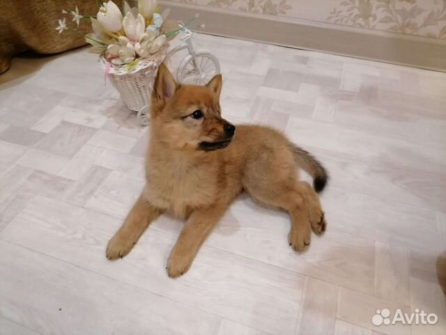 Карело финская лайка
