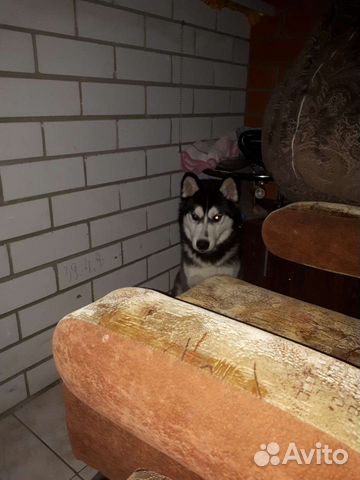 Хаски в добрые руки