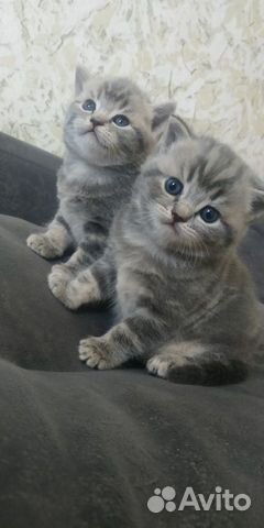 Британские котята