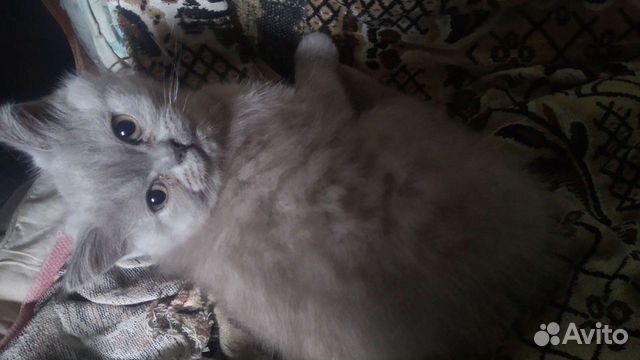 Британская кошка