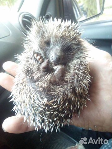Ёжик продам