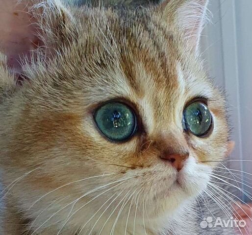 Британская кошка