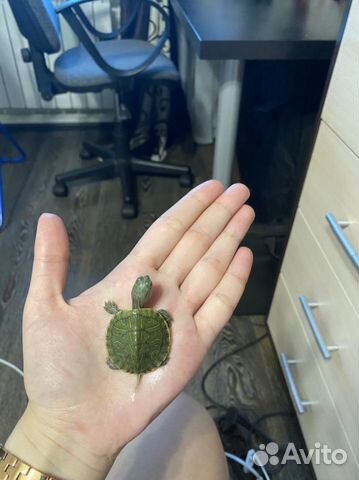 Черепашка бесплатно