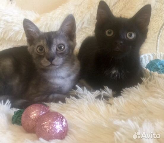 Чудесные котята братики 3 месяца в добрые руки