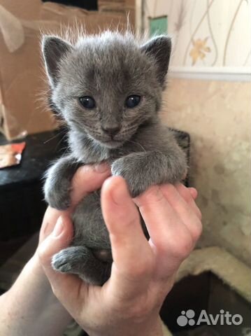 3-х недельные котята Бронь