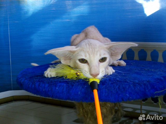 Ориентальные котята