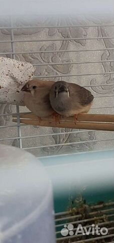 Амадины птенчики