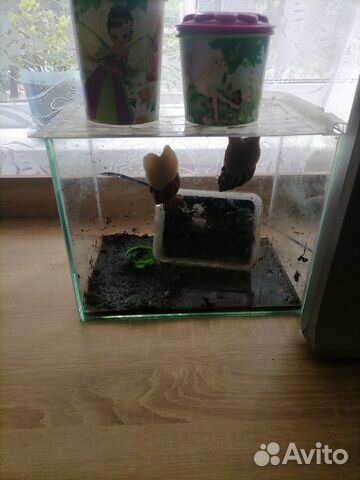 Ахатинские улитки с аквариумом