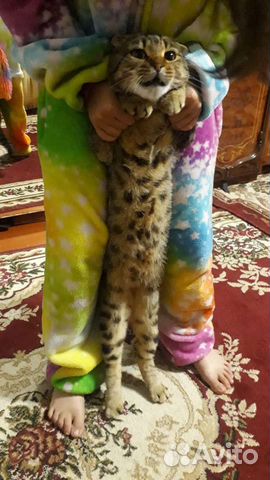 Отдам в дар кошка