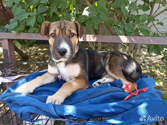 Метис в добрые руки