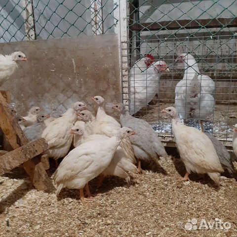 Цесарята подрощенные