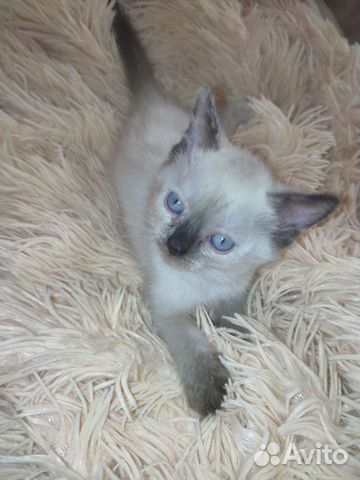 Котенок сиямский отдам