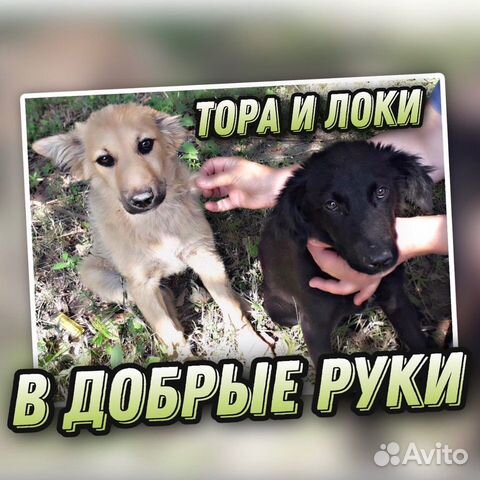 Тора и Локи в добрые руки