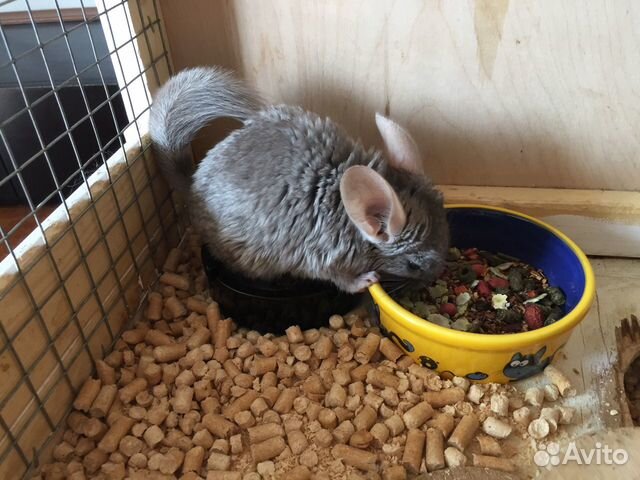 Продам шиншилл