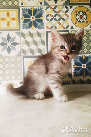 Британский котенок