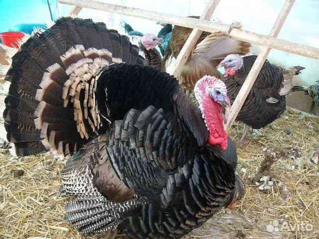 Индюки индюшки индейки