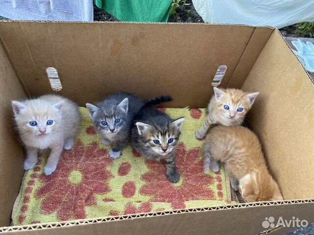 Котята в добрые руки