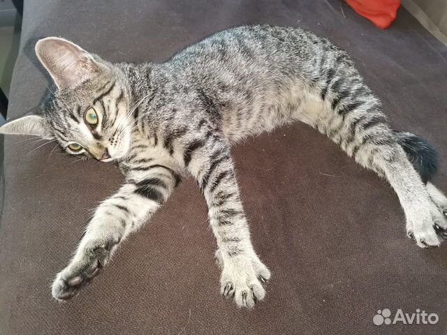 Котёнок, мальчик, черепашкового окраса 2 месяца