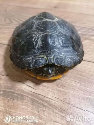 Красноухая черепаха