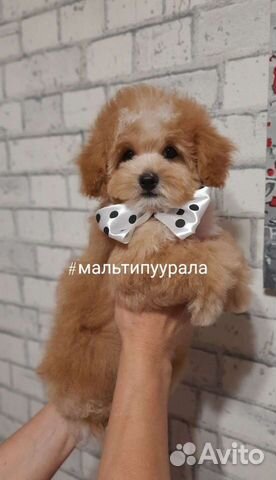 Мальтипу Ф1