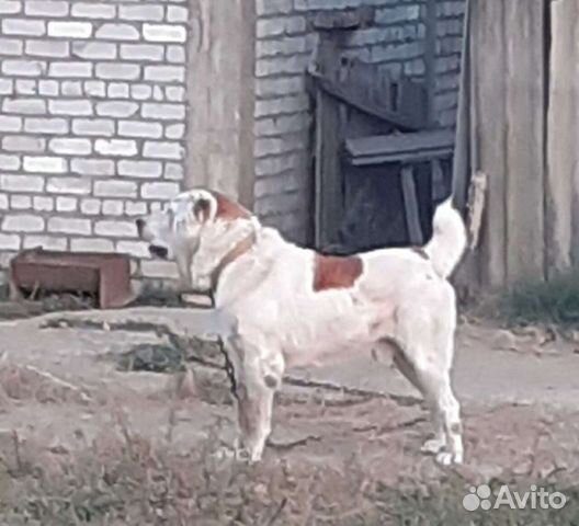 Среднеазиатская овчарка алабай щенки