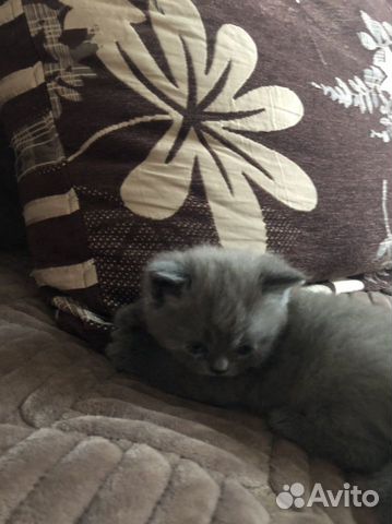 Британские котята