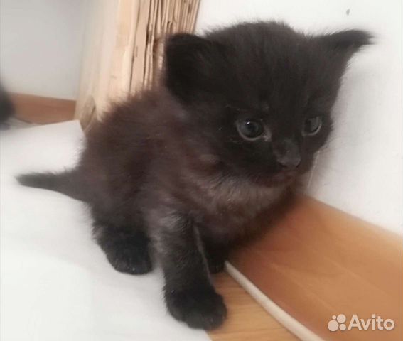 Маленькие котята