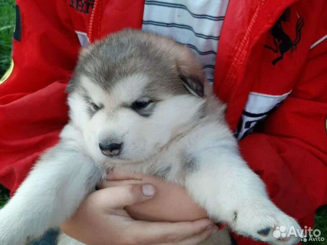 Аляскинский маламут щенки