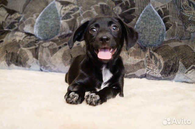 Щенок Стелла в добрые руки