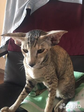 Ориентальная кошка