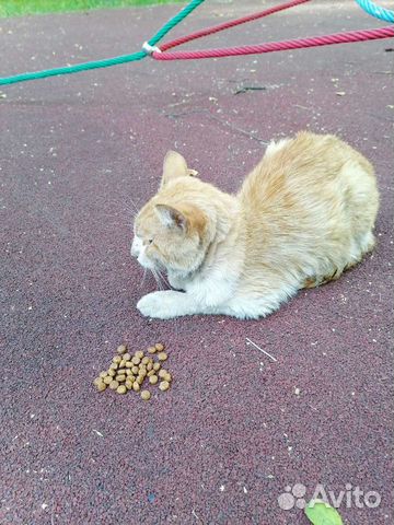 Рыжий котик в беде