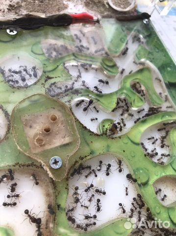 Формикарий с колонией жнецов