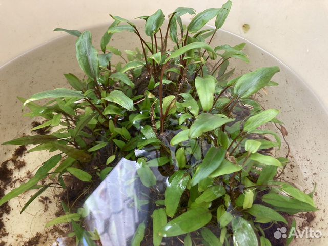 Криптокорина