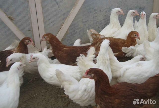 Куры несушки