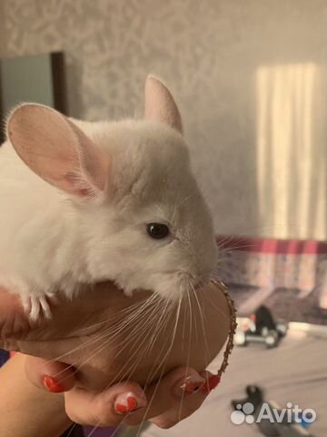 Шиншилла