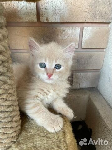 Продаются котята