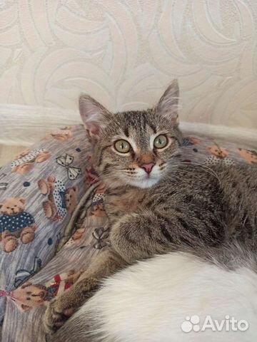Котенок, мальчик 3 месяца