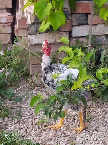 Продам бентамок и обычных петушков