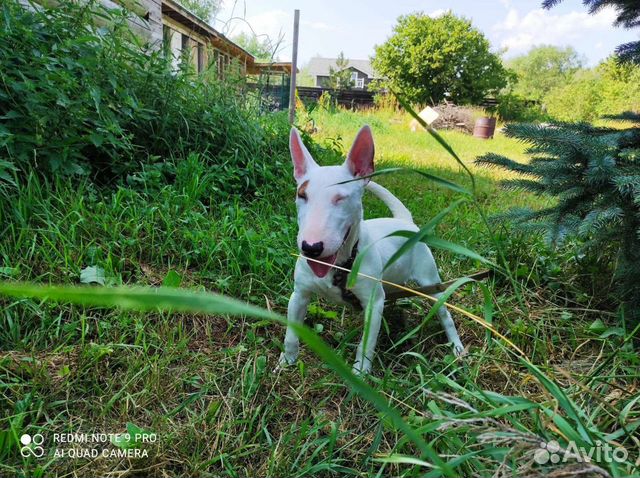 Мальчик мини бультерьер