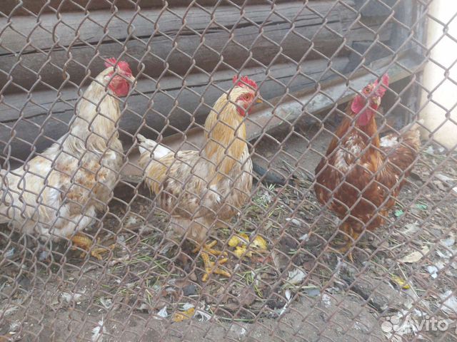 Петухи Родонит