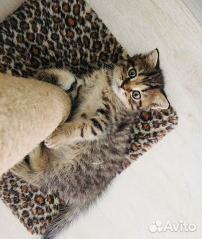 Британские котята