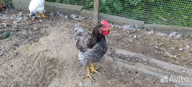 Петухи породы Доминант