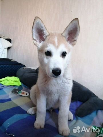 Щенки сибирской хаски