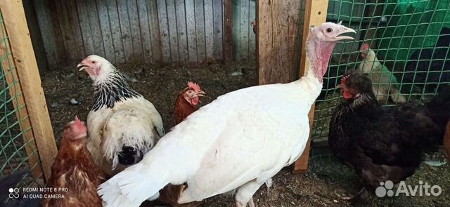 Индюки индюшки индейки