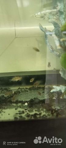 Черноволосая цихлида, цихлиды