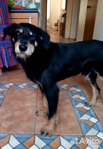 Пёс Арчи ищет хозяина. Отдадим в хорошие руки